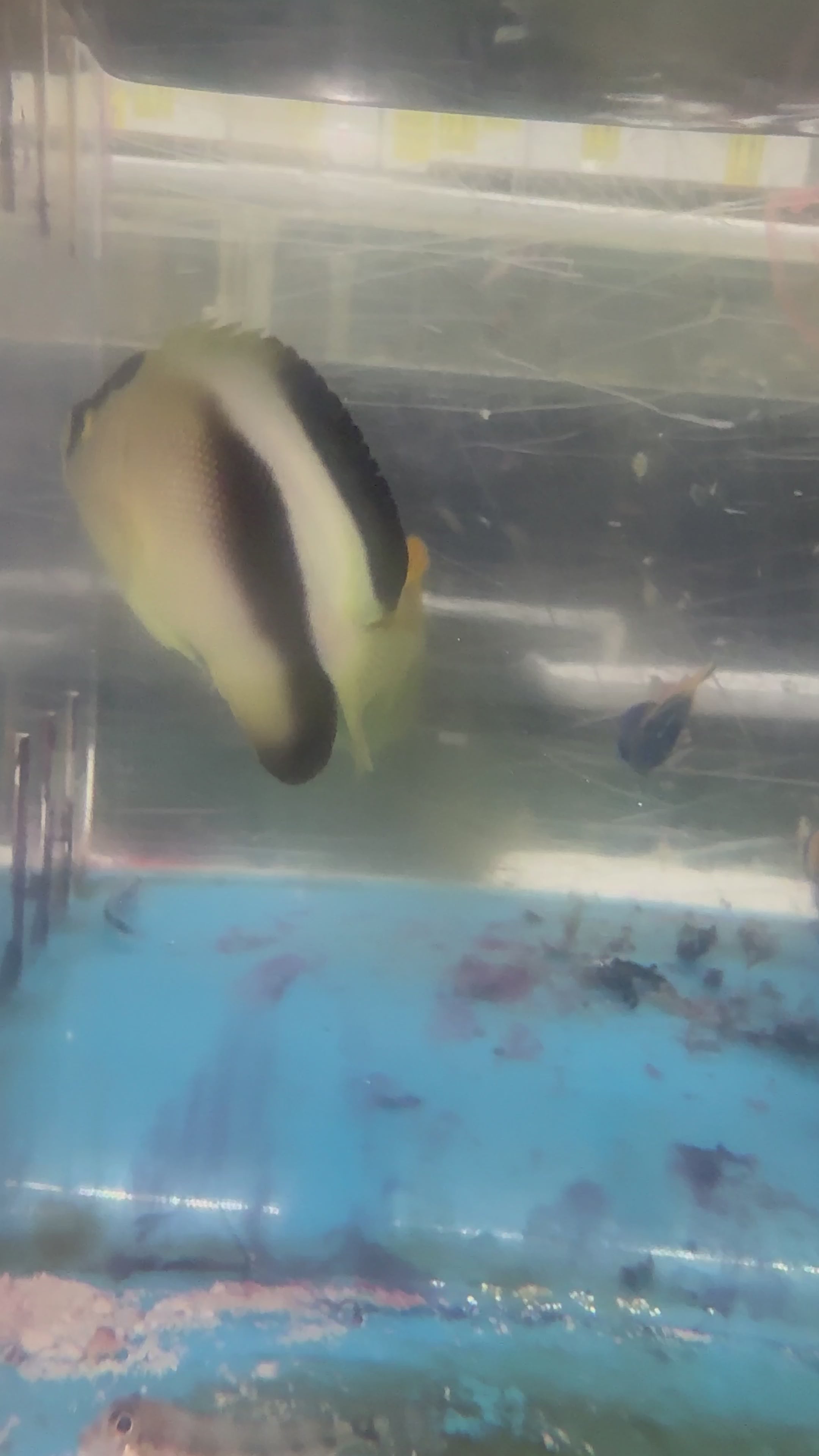 Griffis Angel (3-4" Captive Bred) – NYAquatic