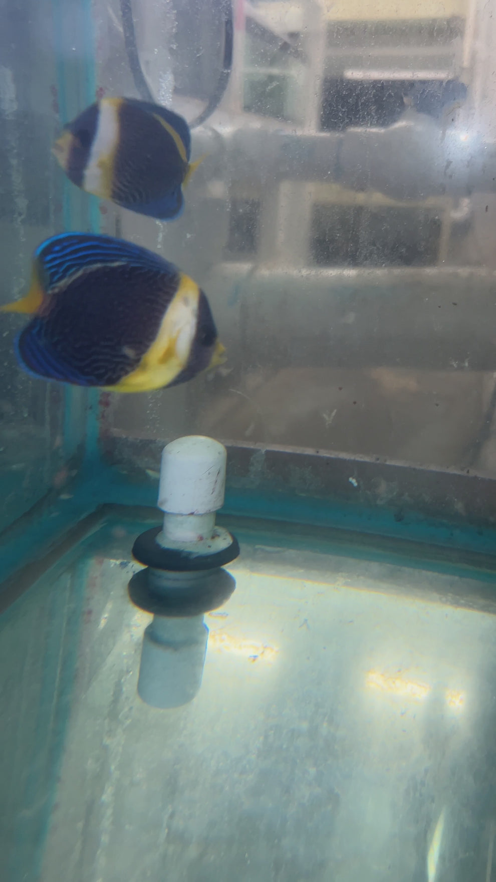 Scribbled Angel (2" female) – NYAquatic