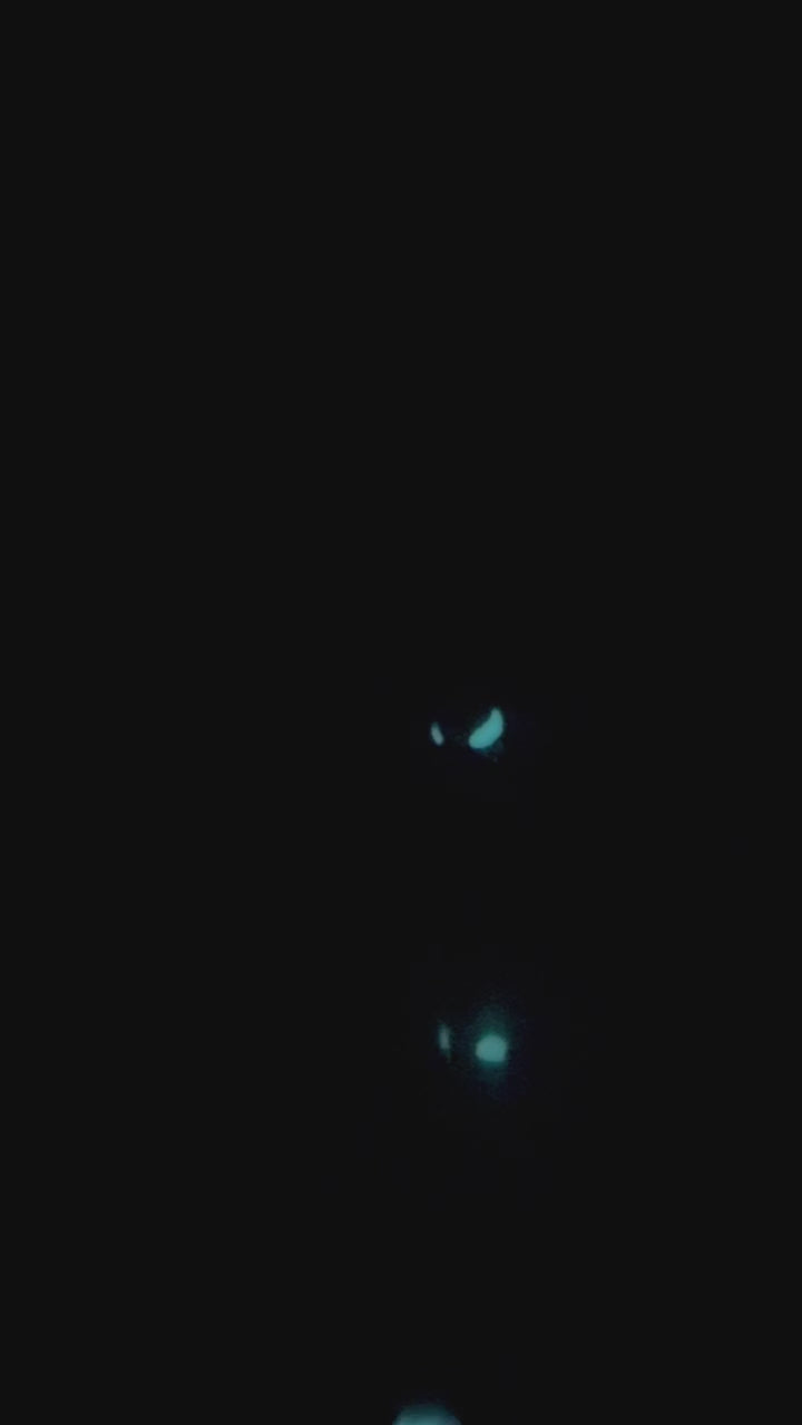 Split-fin Flashlight Fish – NYAquatic