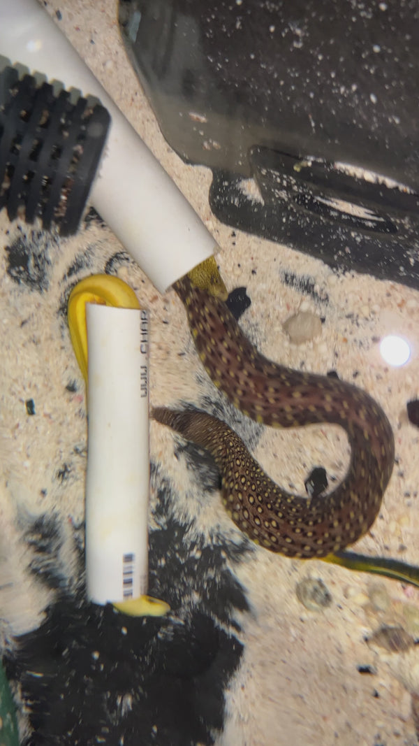 Jewel Moray Eel 15-18” - Gold spotted - MURAENA LENTIGINOSA – NYAquatic