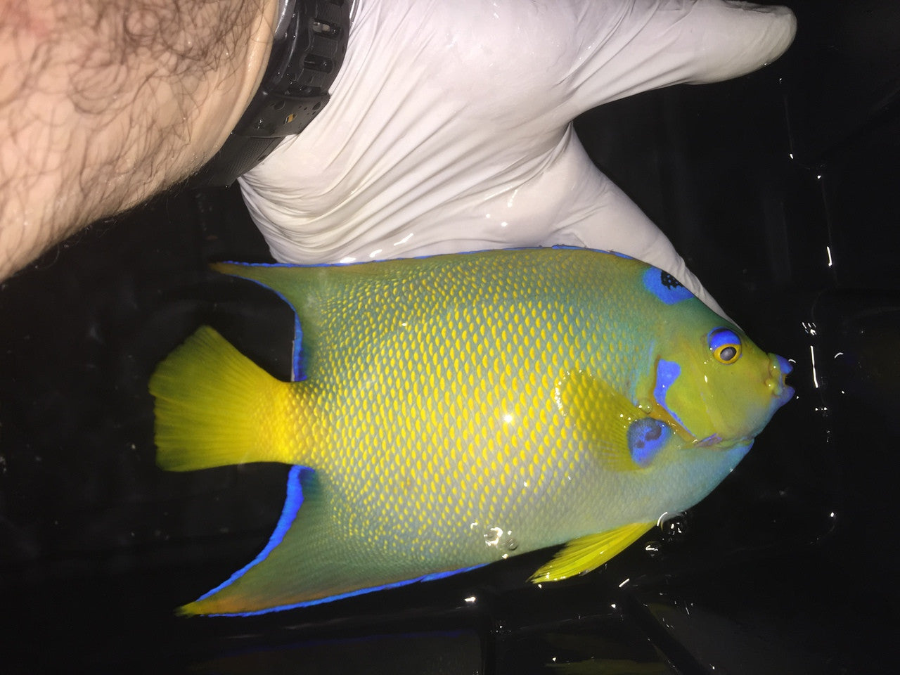 Queen Angelfish | Holacanthus Ciliaris | 6-7” – NYAquatic