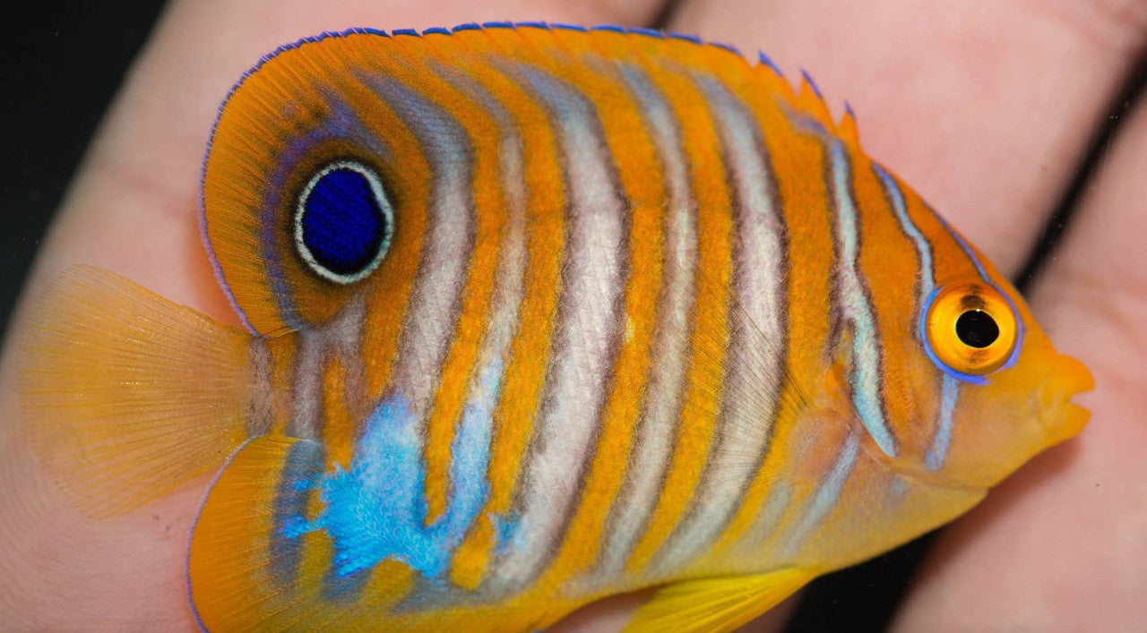 Regal Angel (2" Juv Crazy Color Variant) – NYAquatic