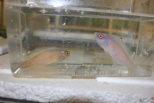 Rhomboid Fairy Wrasse Pair – NYAquatic