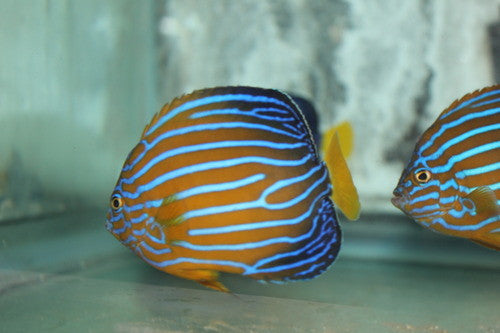 Blue Line Angel | Chaetodontoplus Septentrionalis (3-5") – NYAquatic