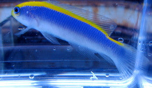 Sunrise Dottyback-Red Sea – NYAquatic