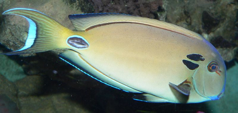 Tenneti Tang (4") – NYAquatic