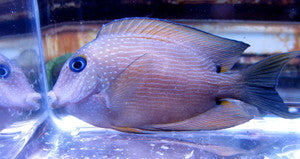 Two Spot Bristletooth Tang – NYAquatic