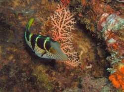 Valentine Puffer (2") – NYAquatic