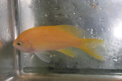 Yellow Anthias (F) – NYAquatic