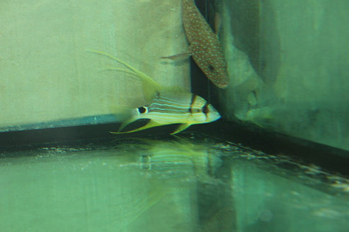 Blue and Gold (Hi-Fin) Snapper-3-4" – NYAquatic