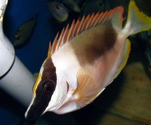 Magnificent Foxface-5-6” – NYAquatic